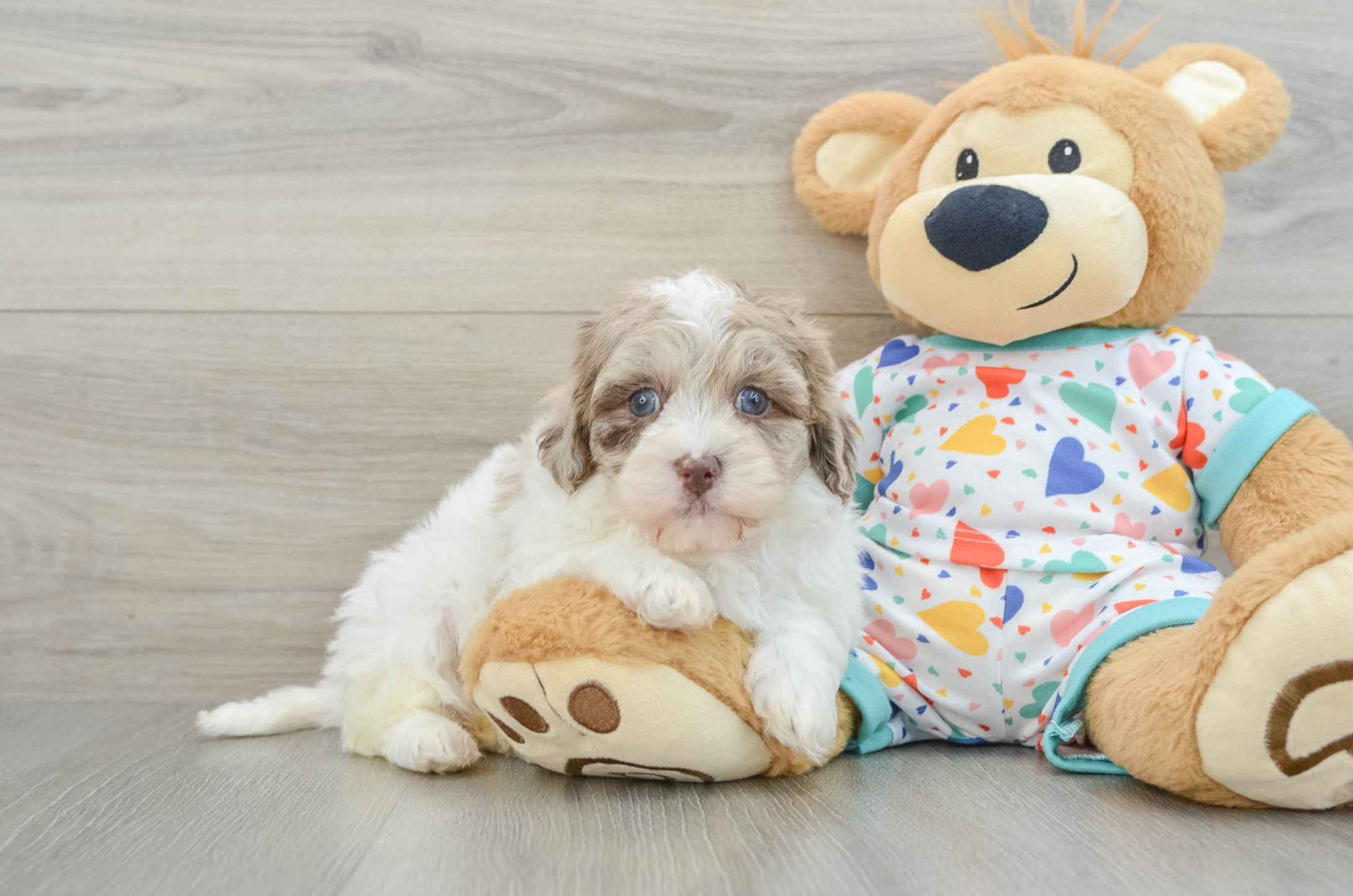 Havapoo Puppies for Sale | Exclusive Designer Puppies