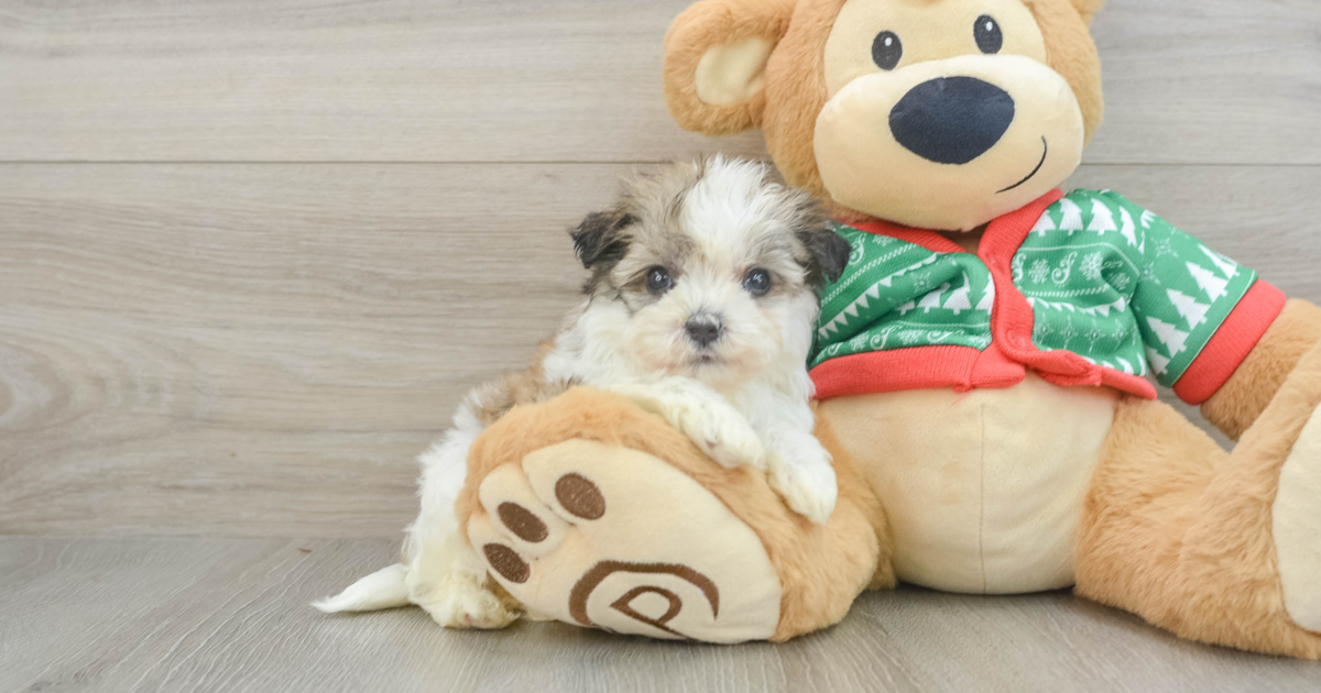 Fluffy Havapoo Pico: 2lb 13oz Doodle Puppy