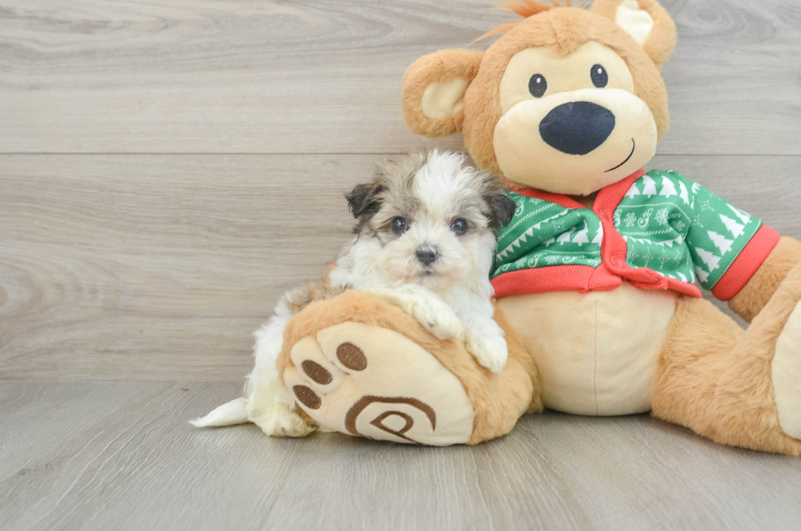 Havapoo Puppies for Sale | Exclusive Designer Puppies