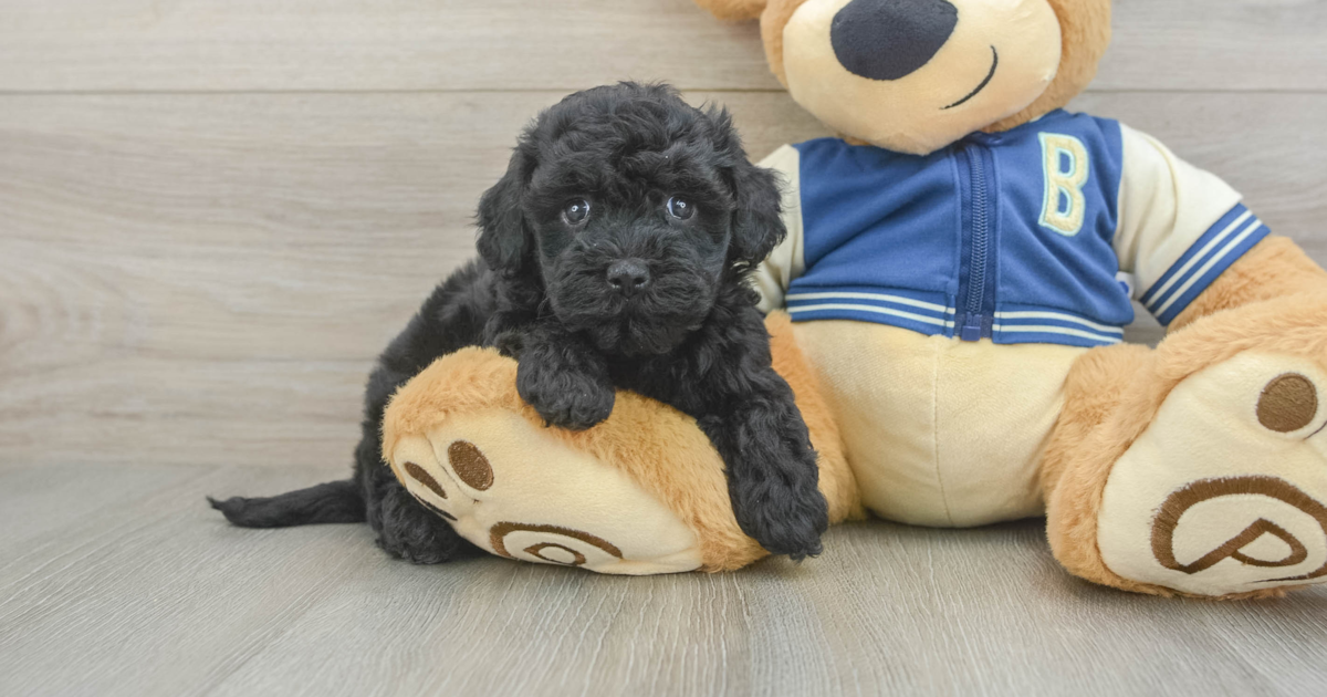 Cute Havapoo Pina: 3lb 12oz Doodle Puppy