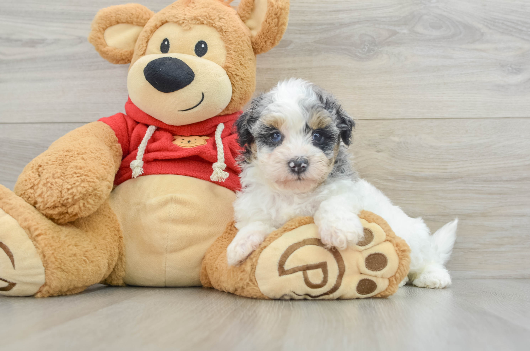 Havapoo Puppies for Sale | Exclusive Designer Puppies