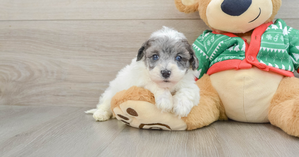 Cute Havapoo Ramirez: 3lb 5oz Doodle Puppy