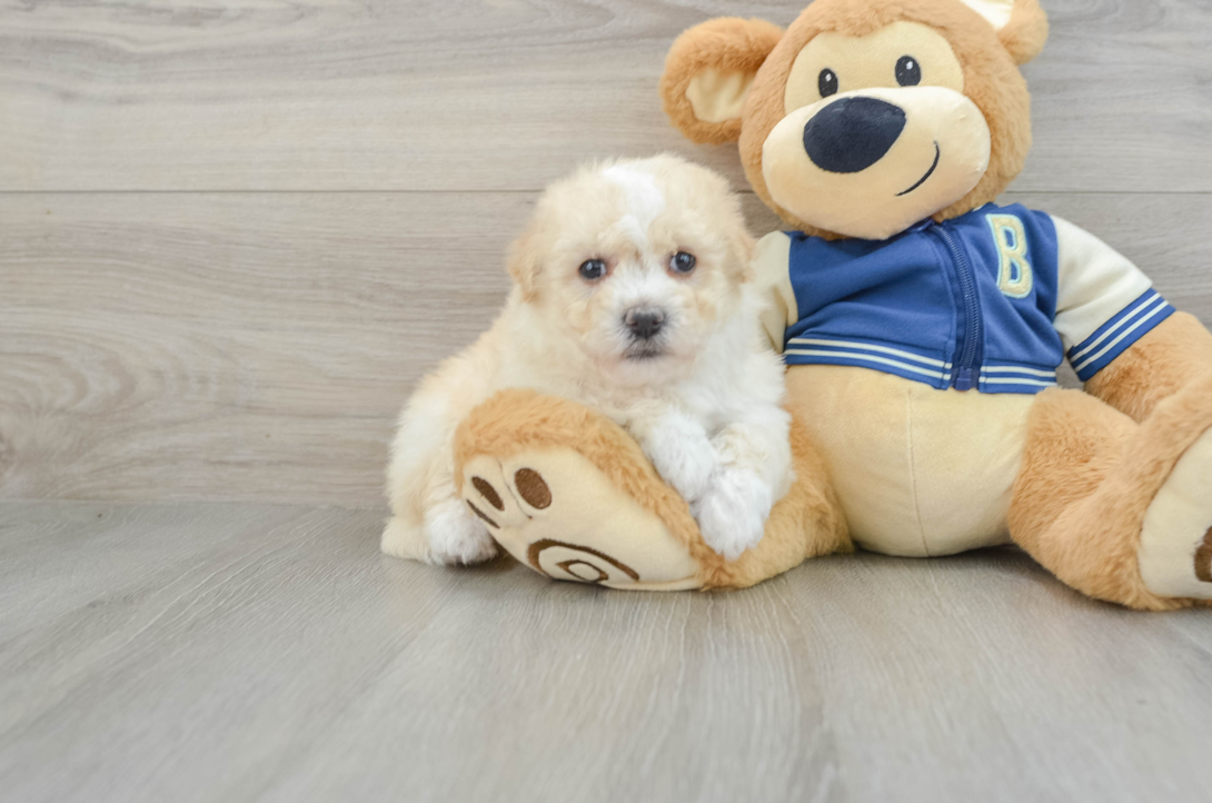 Havapoo Puppies for Sale | Exclusive Designer Puppies