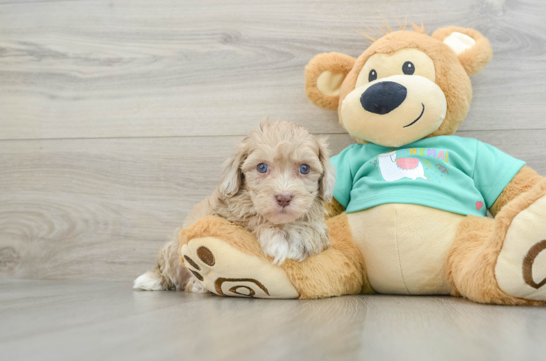 Havapoo Puppies for Sale | Exclusive Designer Puppies