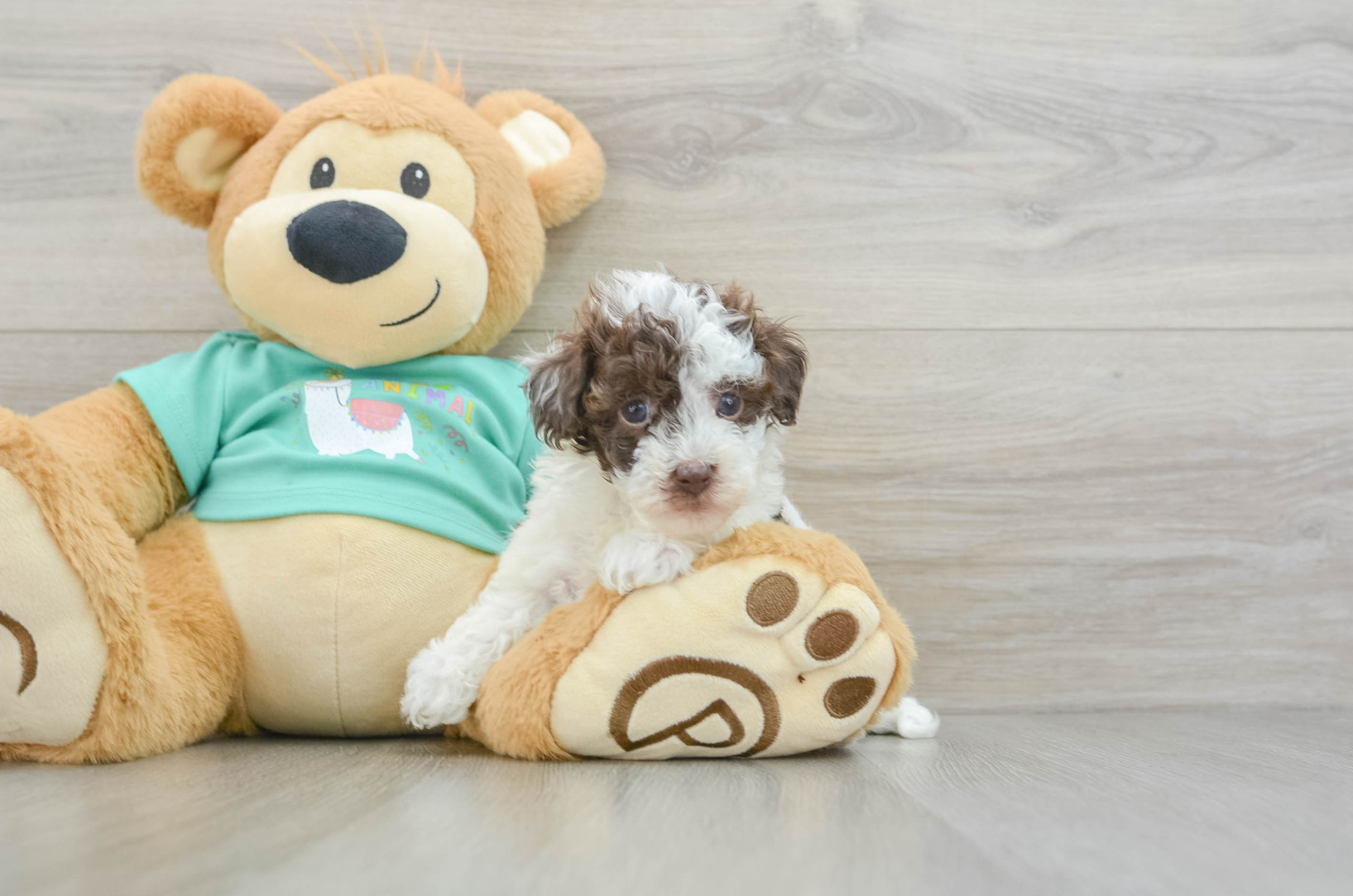 Havapoo Puppies for Sale | Exclusive Designer Puppies