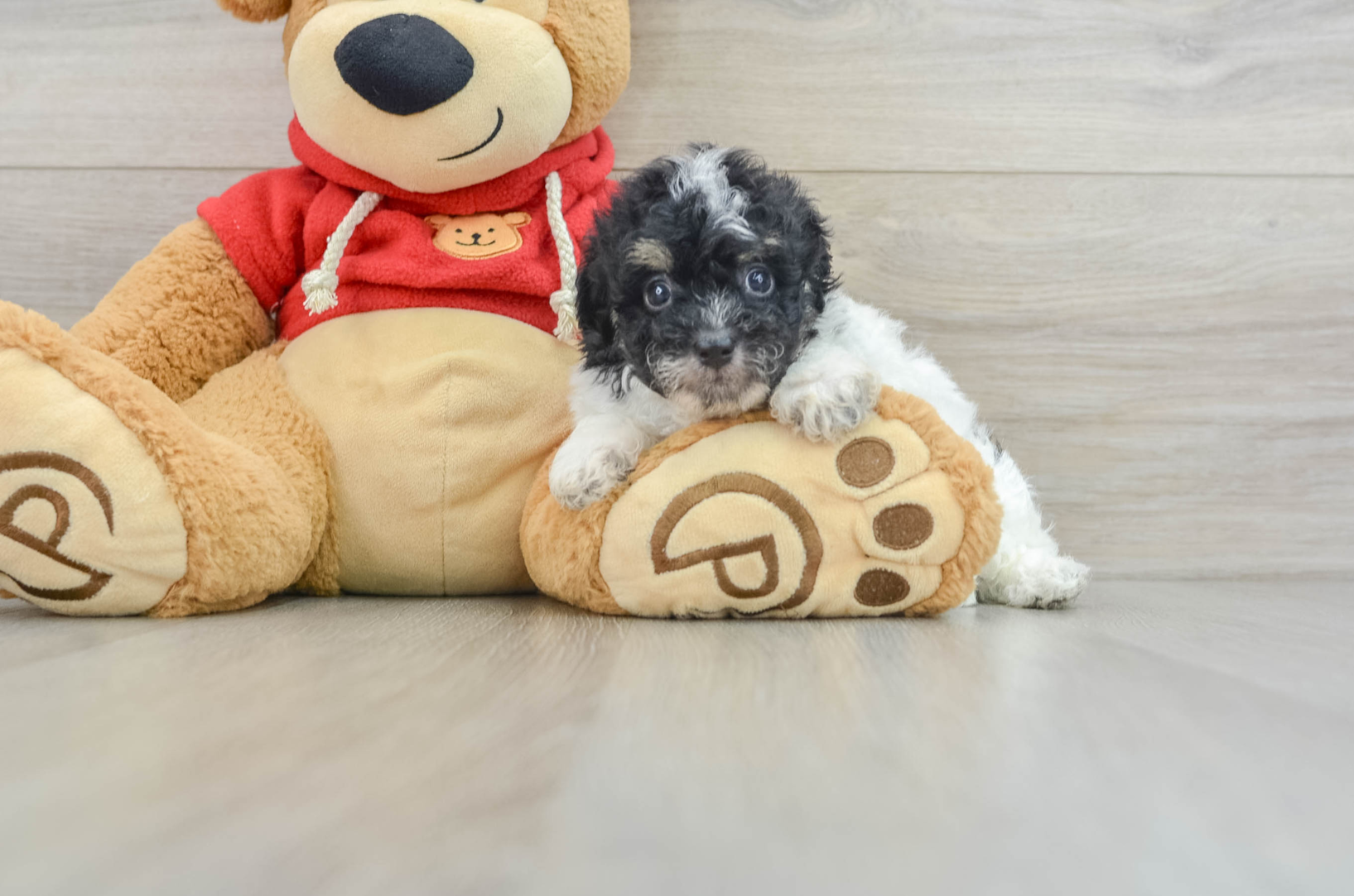 Havapoo Puppies for Sale | Exclusive Designer Puppies