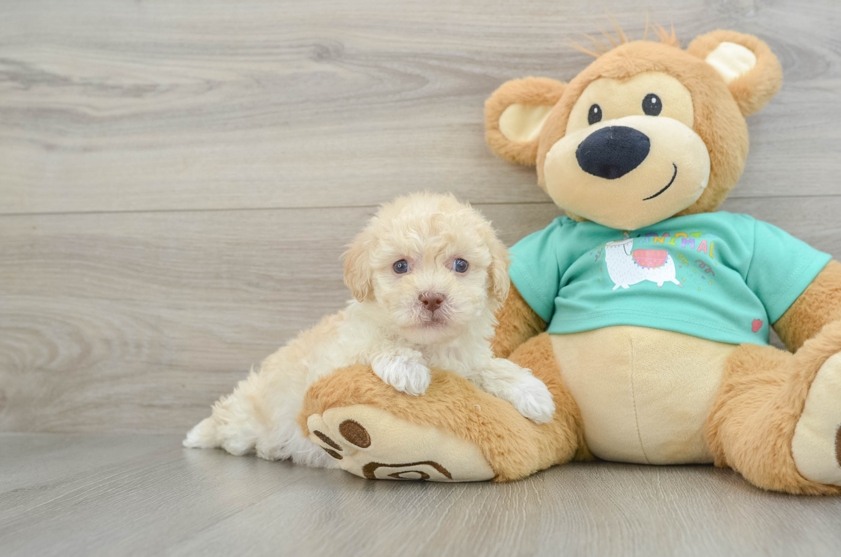 Havapoo Puppies for Sale | Exclusive Designer Puppies