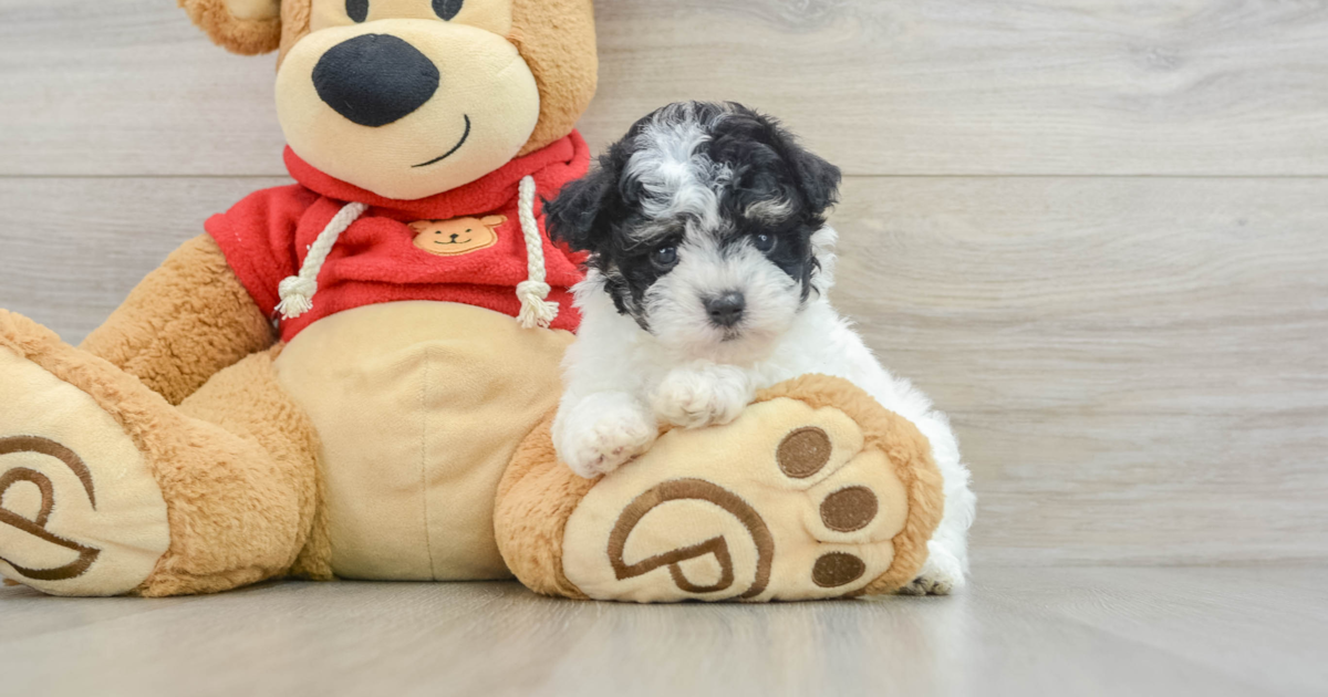 Little Havapoo Riviera: 2lb 5oz Doodle Puppy