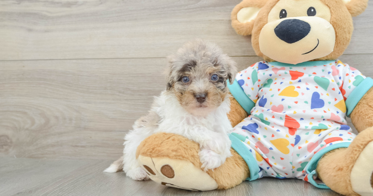 Happy Havapoo Salsa: 3lb 9oz Doodle Puppy