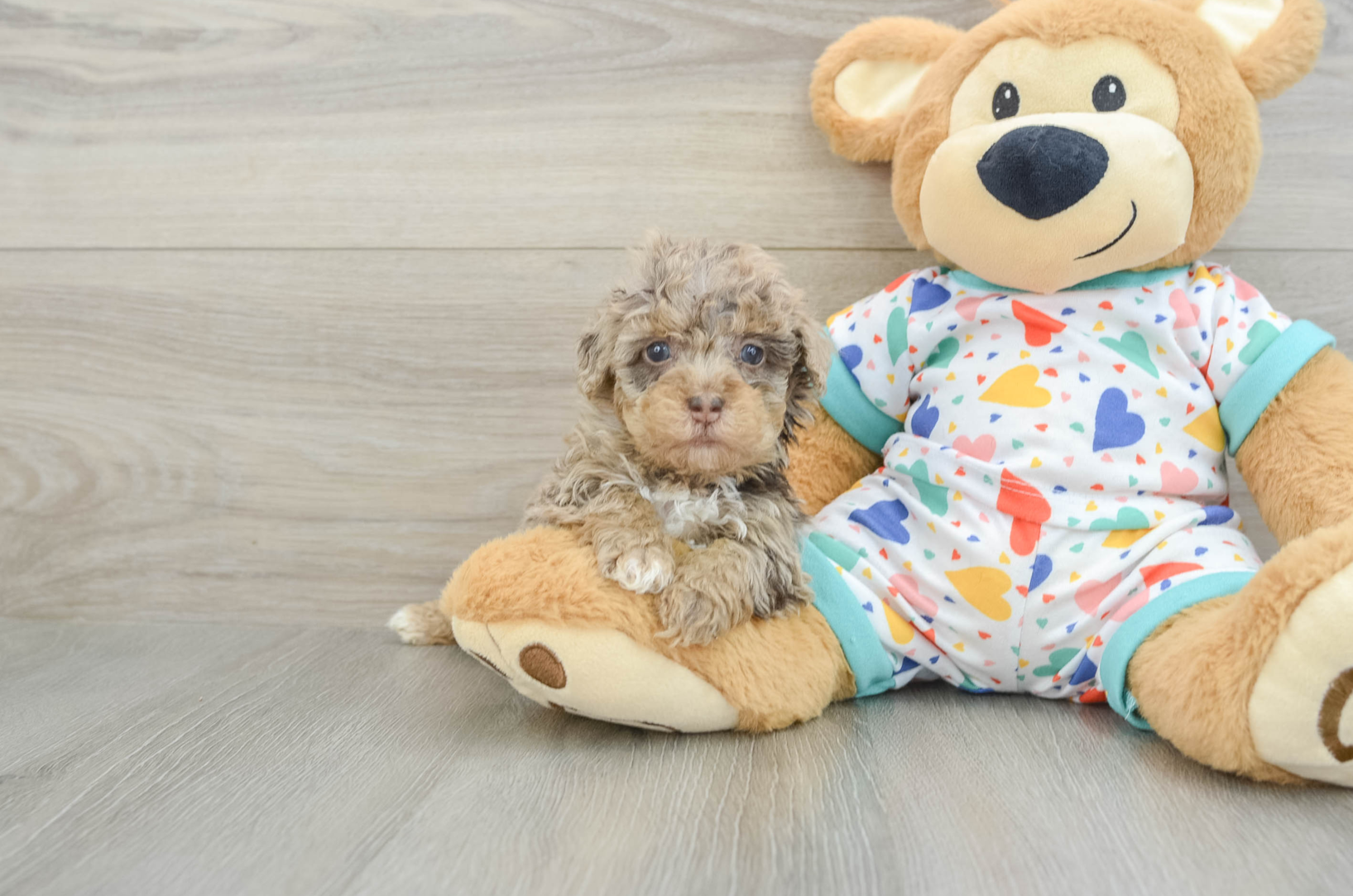 Havapoo Puppies for Sale | Exclusive Designer Puppies