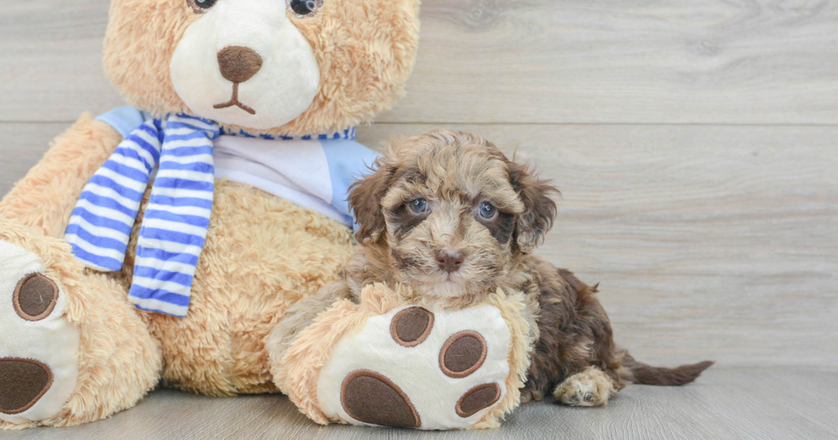 Cute Havapoo Santiago: 4lb 14oz Doodle Puppy