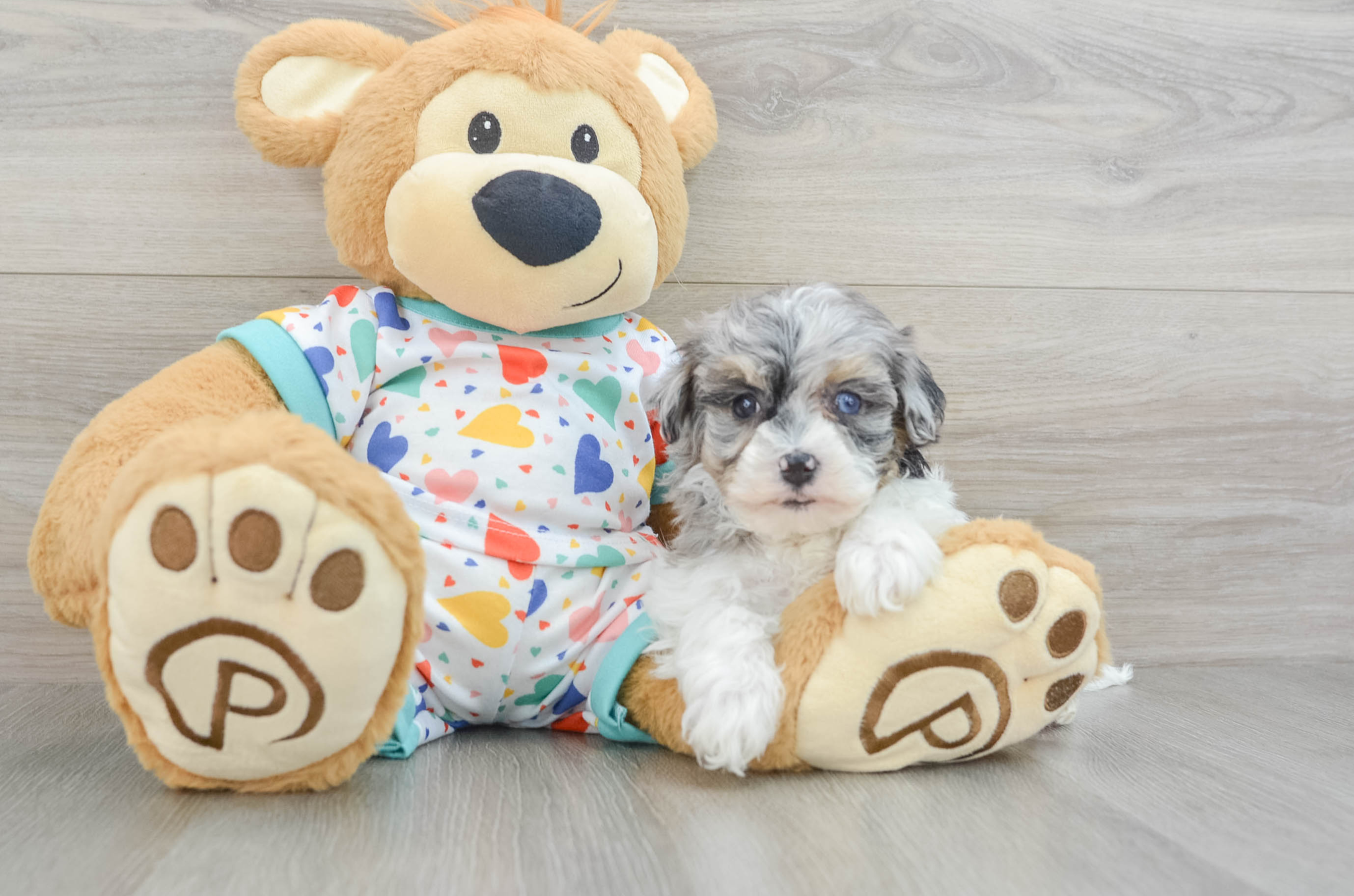 Havapoo Puppies for Sale | Exclusive Designer Puppies