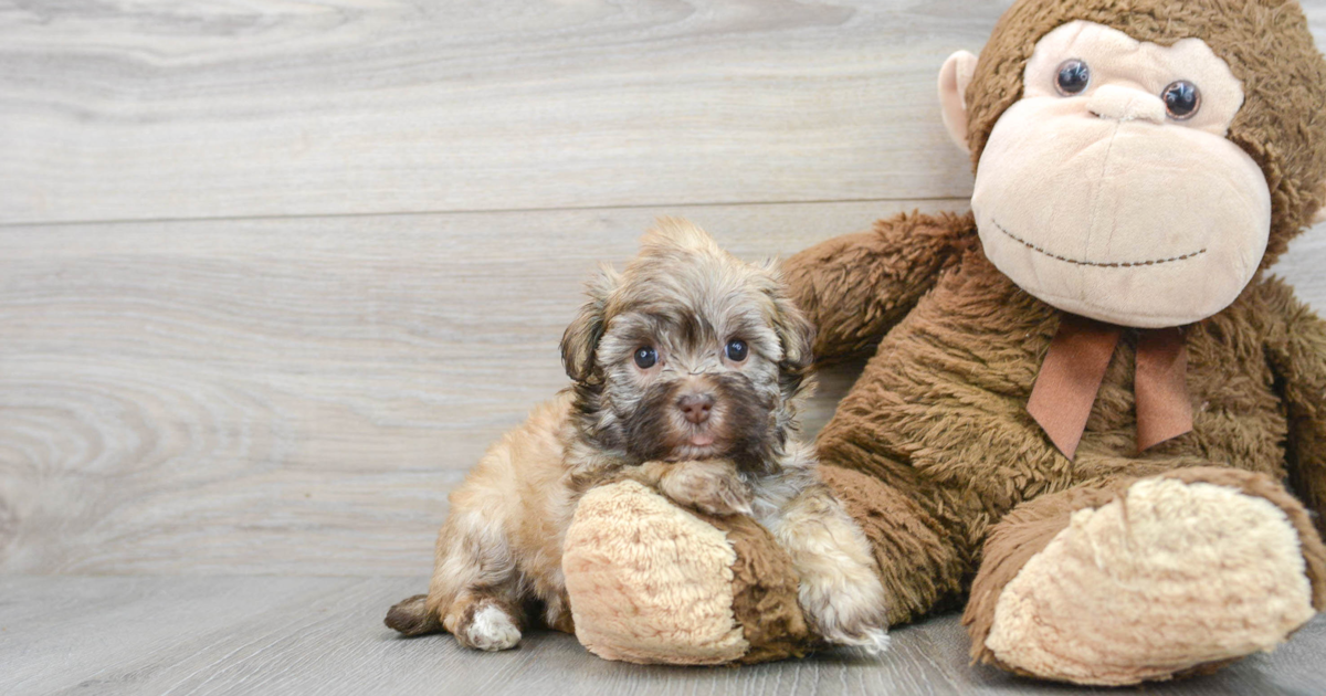 Friendly Havapoo Shay: 2lb 5oz Doodle Puppy