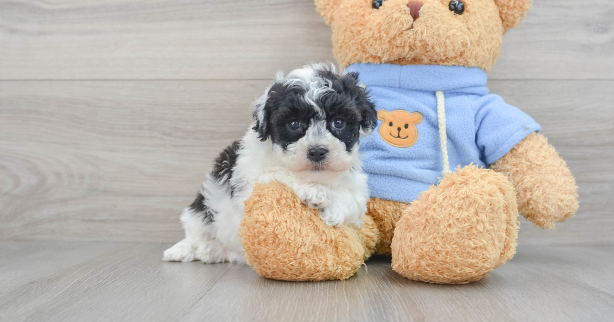 Happy Havapoo Shay: 3lb 9oz Doodle Puppy