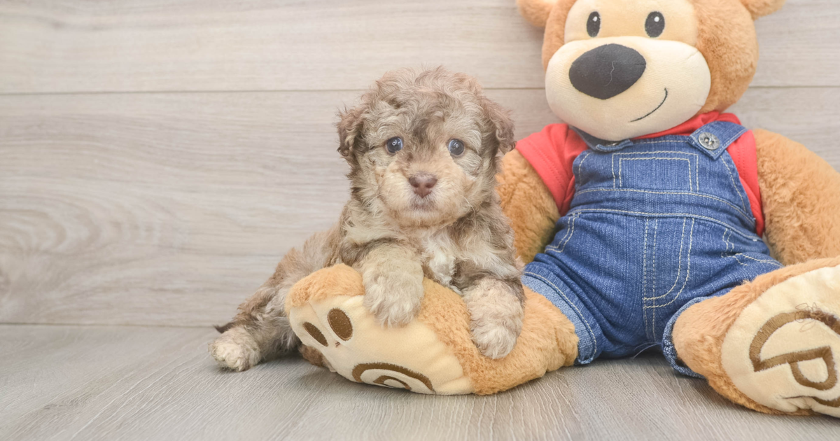 Hypoallergenic Havapoo Shay: 3lb 6oz Doodle Puppy
