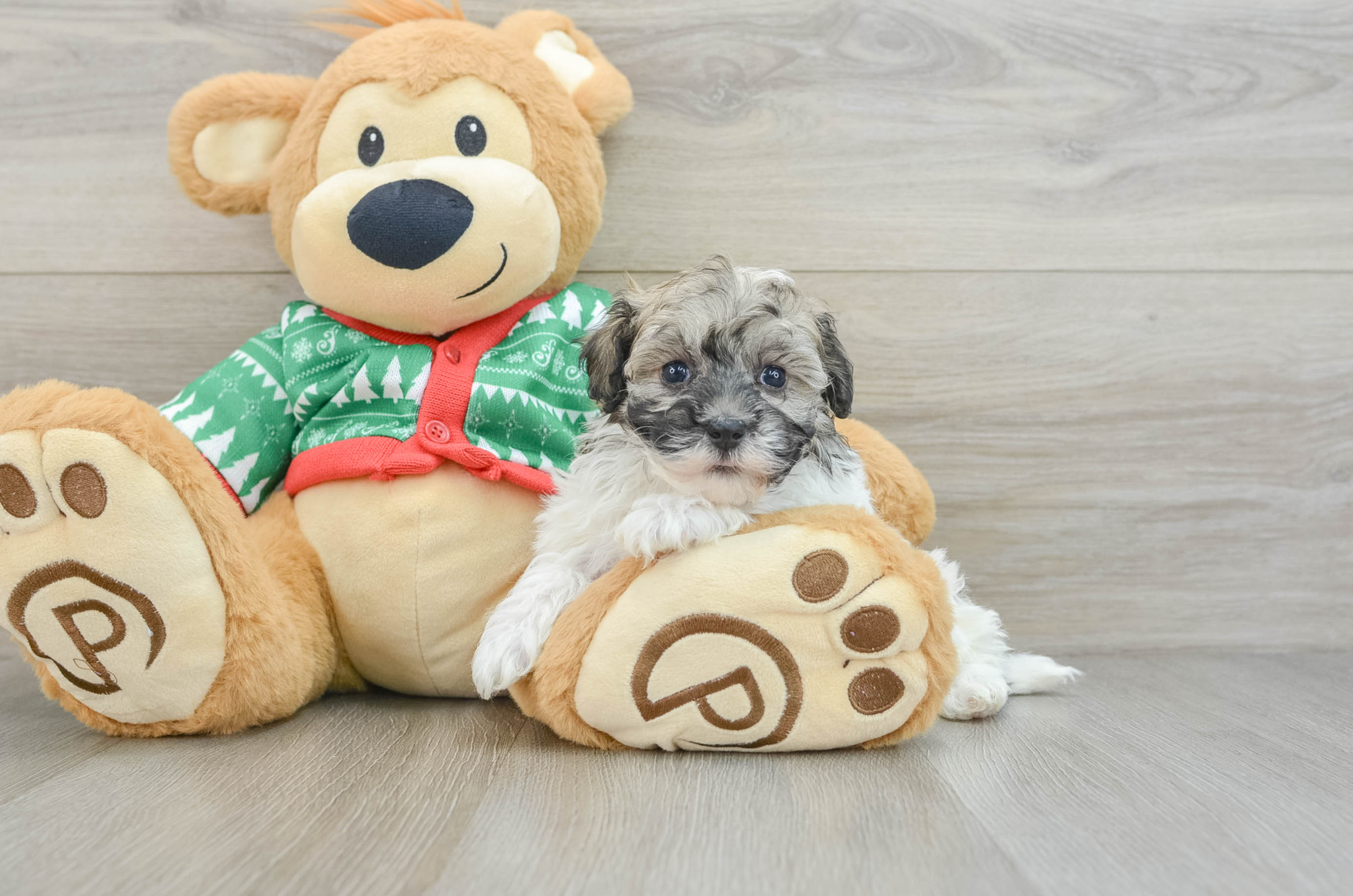 Havapoo Puppies for Sale | Exclusive Designer Puppies