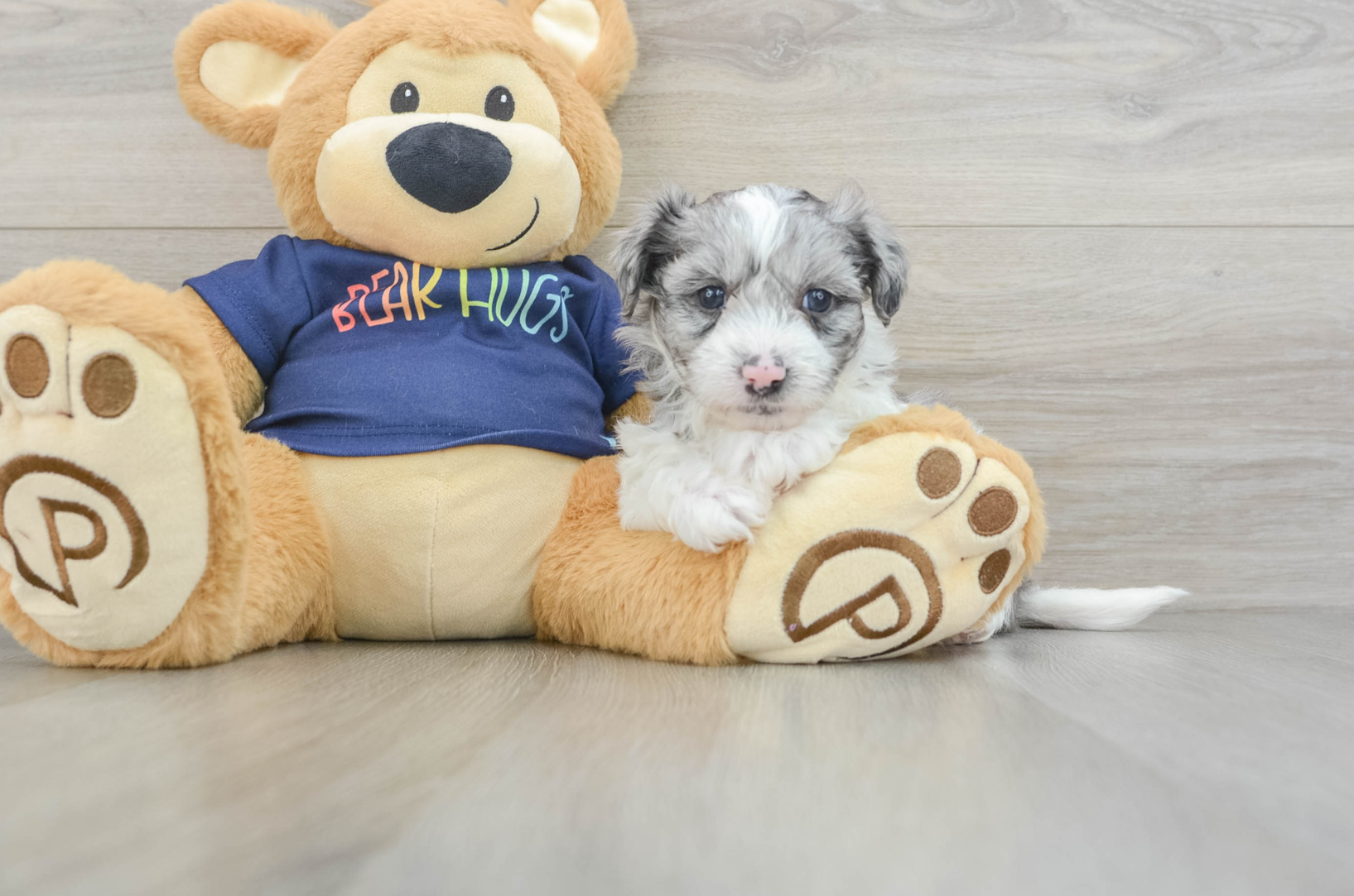 Havapoo Puppies for Sale | Exclusive Designer Puppies