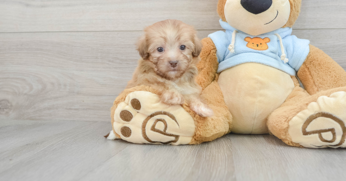 Funny Havapoo Tony: 2lb 12oz Doodle Puppy