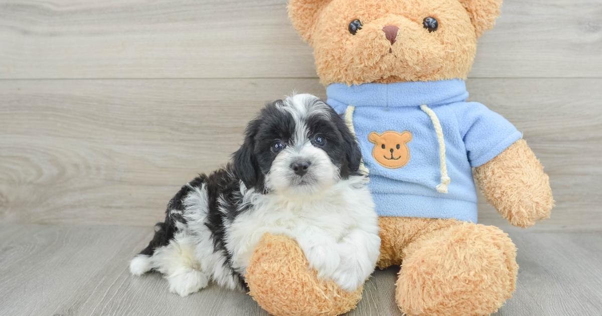 Energetic Havapoo Tony: 4lb 11oz Doodle Puppy