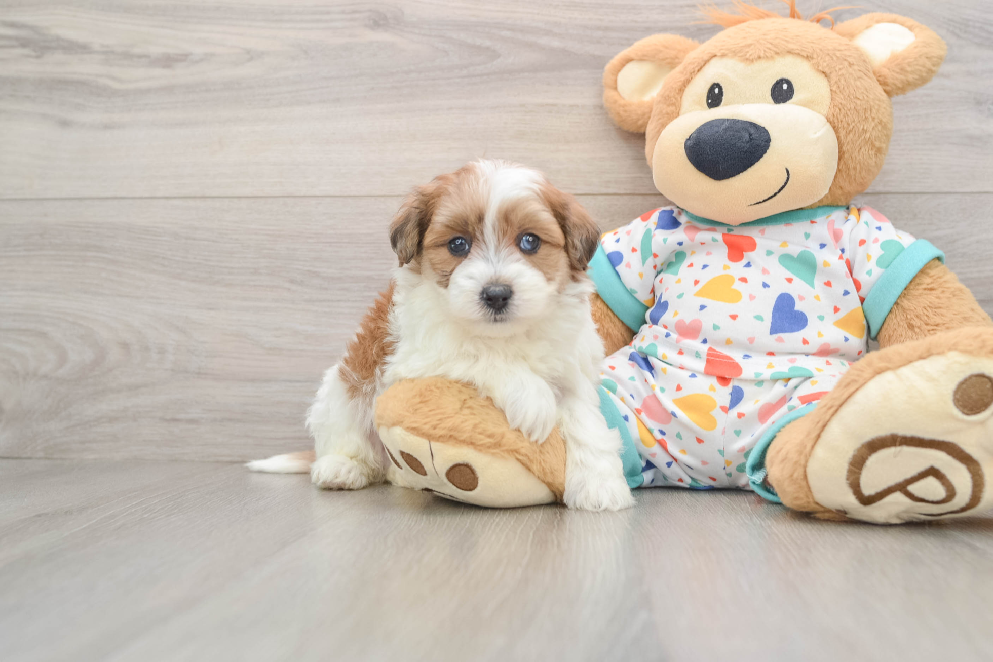 Friendly Havapoo Topaz: 4lb 3oz Doodle Puppy