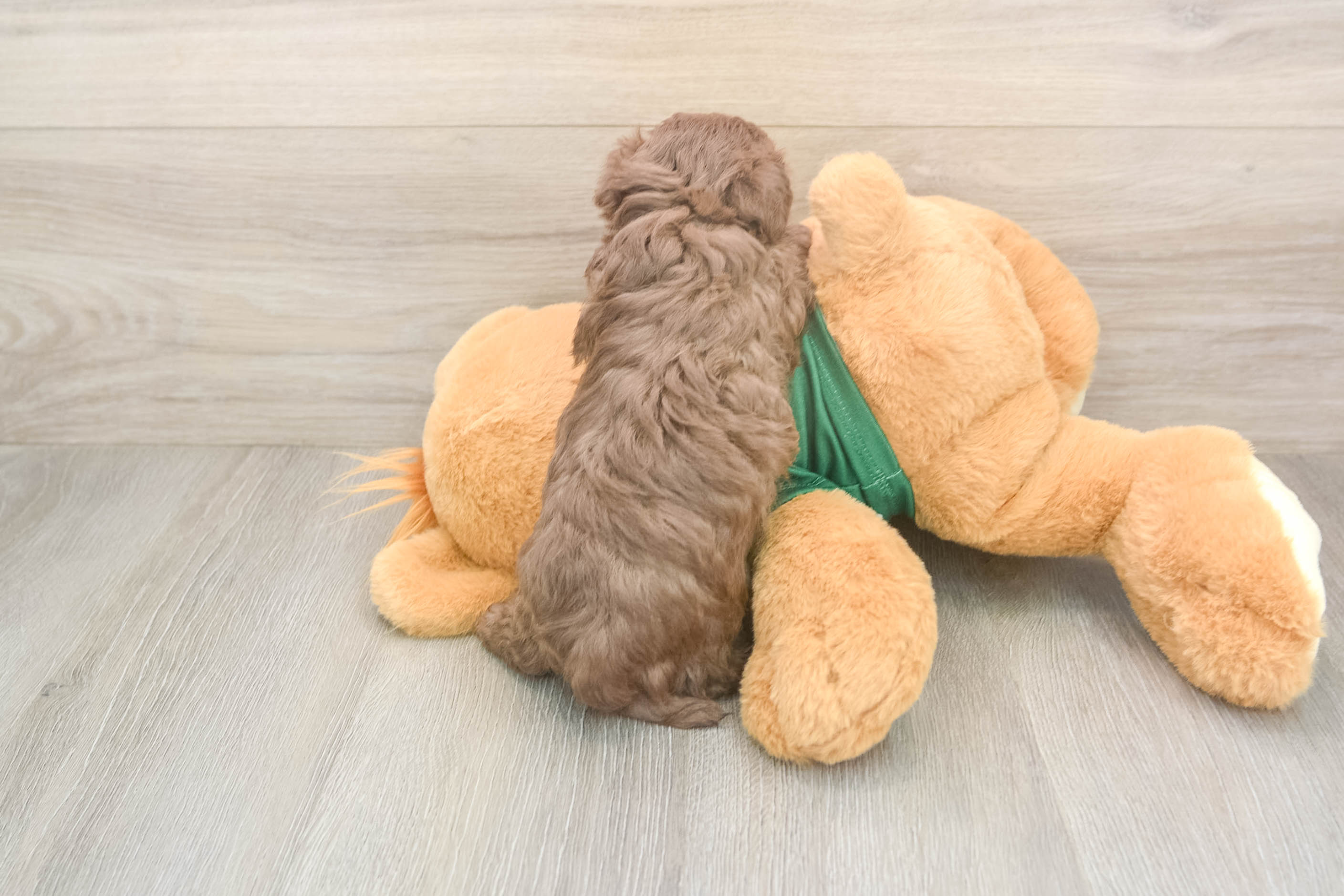 Fluffy Havapoo Valencia: 2lb 7oz Doodle Puppy