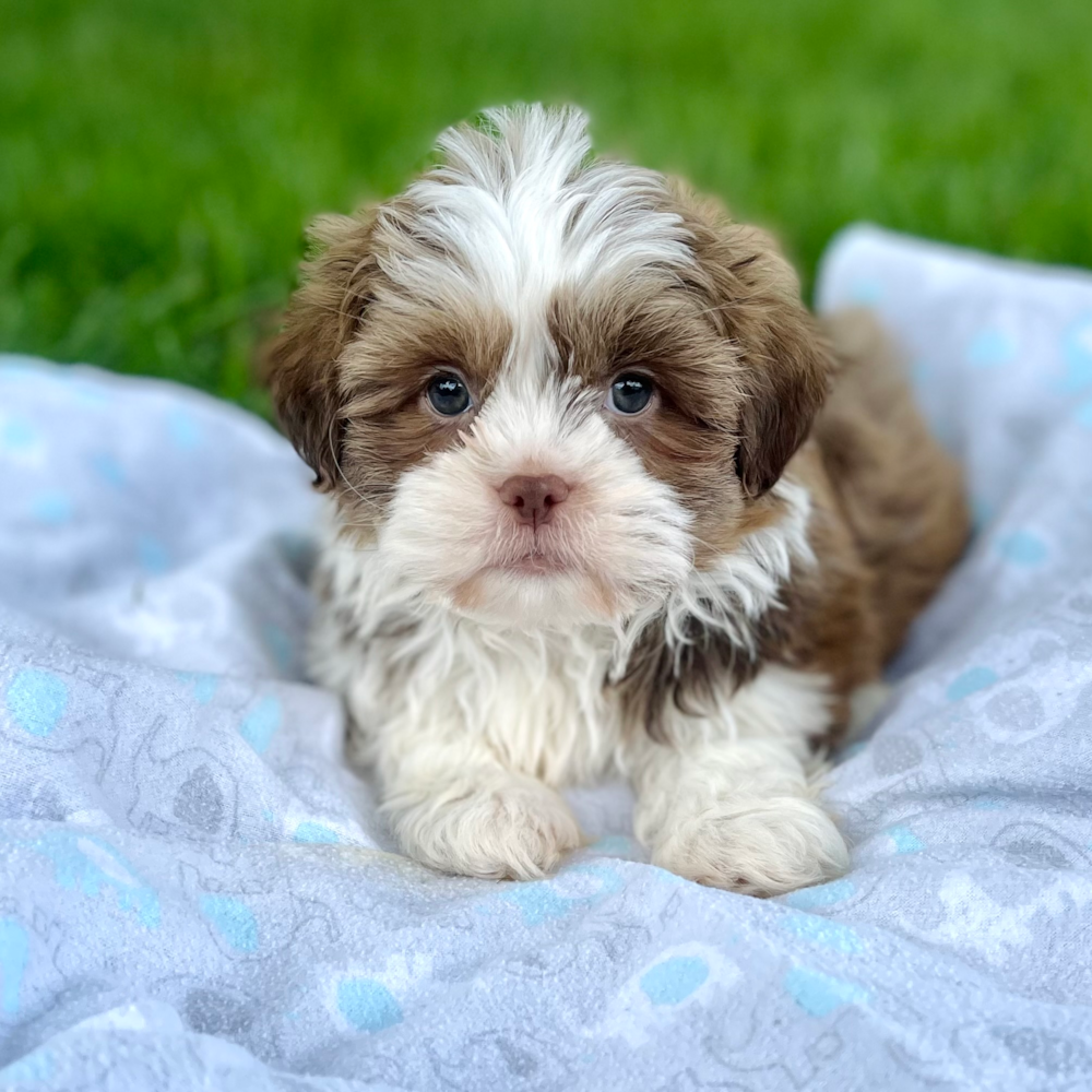 Exclusive Havashu Puppies for Sale | Premier Pups