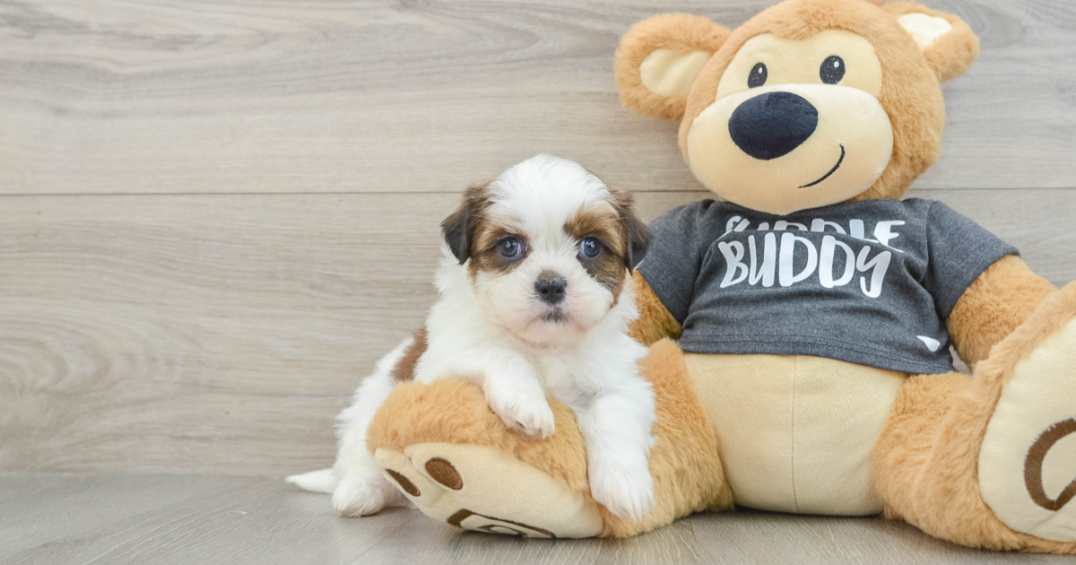 Little Havashu Benjen: 4lb 5oz Designer Puppy