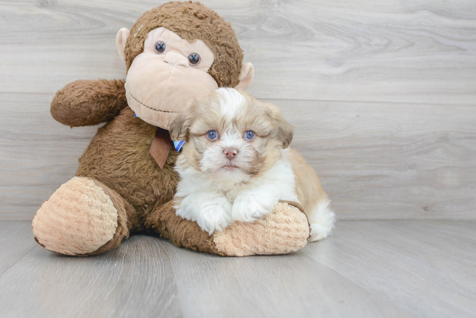 Photo Gallery: Beautiful Havashu Pictures | Premier Pups