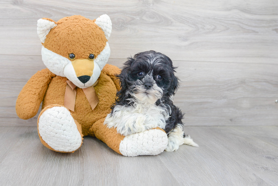 Havashu Puppy Photos and More - Premier Pups