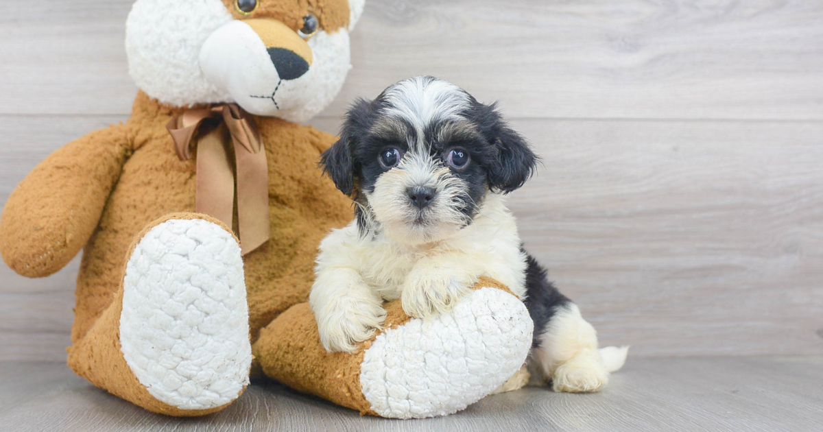 Hypoallergenic Havashu Rio: 3lb 6oz Designer Puppy