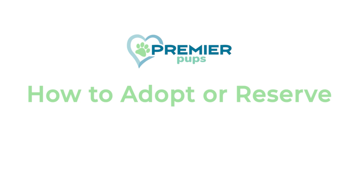 How to Adopt a Puppy from Premier Pups: 6 Simple Steps