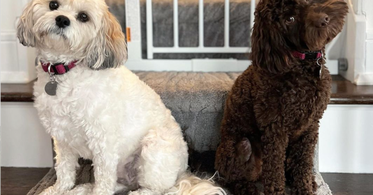 Puppy Blogs - Premier Pups