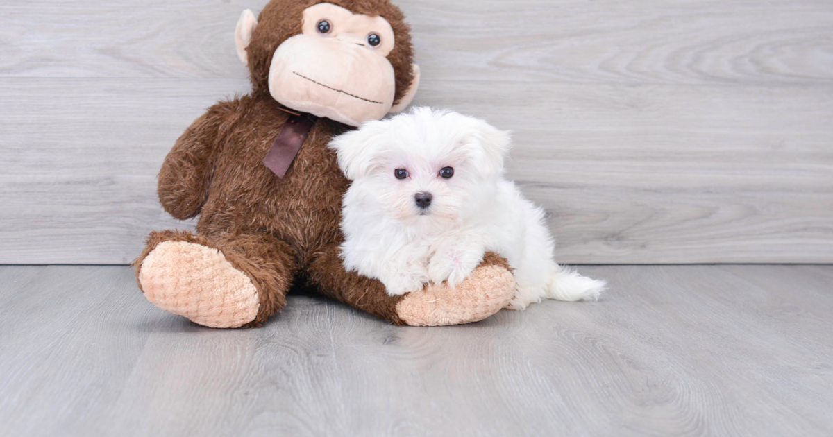 Akc Registered Maltese Diamond: 2lb 3oz Purebred Puppy