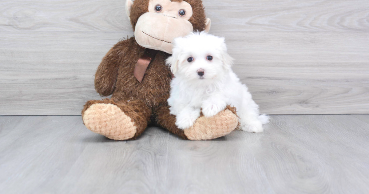 Energetic Maltese Salt: 2lb 7oz Purebred Puppy