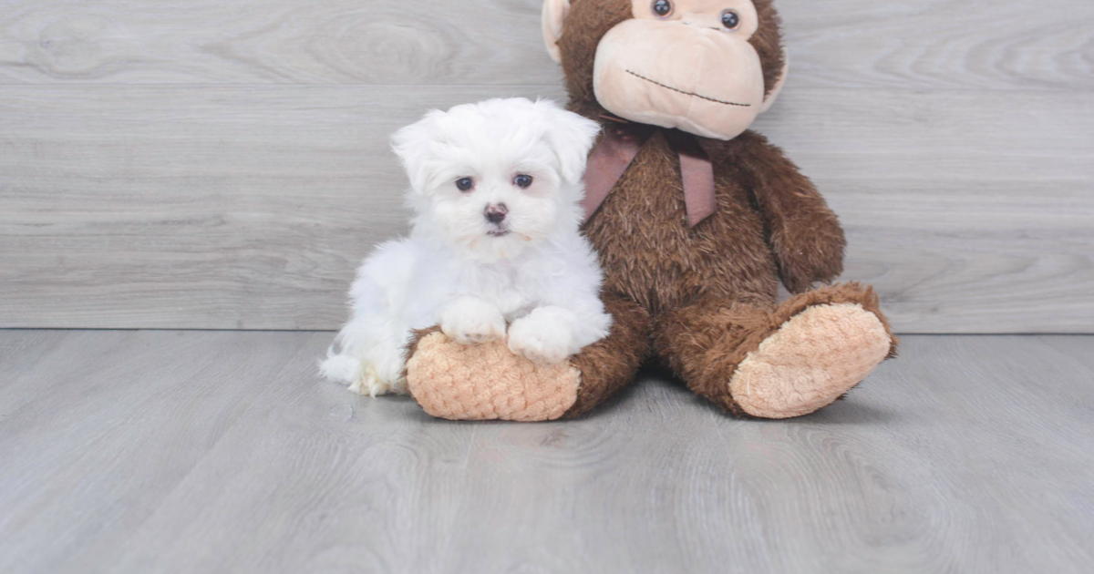 Happy Maltese Salt: 2lb 3oz Purebred Puppy
