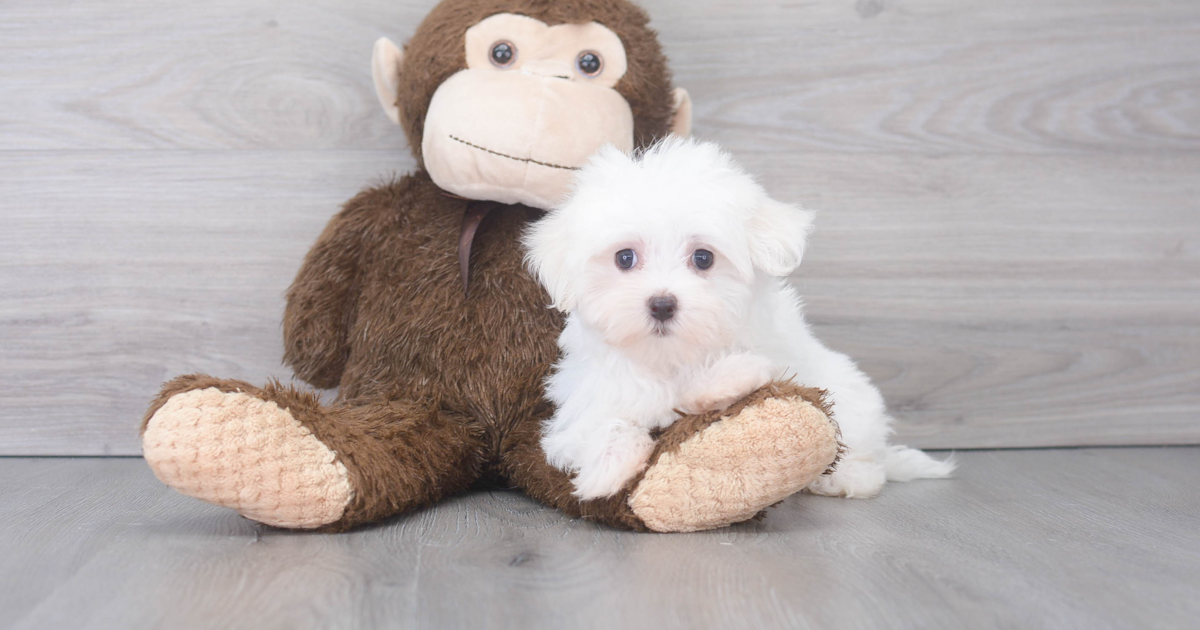 Akc Registered Maltese Salt: 2lb 4oz Purebred Puppy