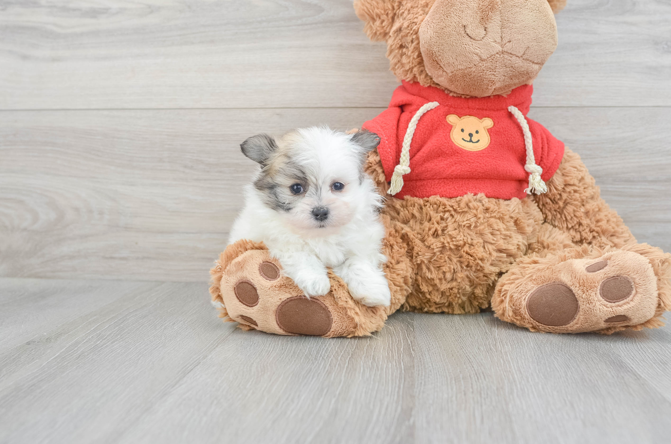 Unique Maltipom Puppies For Sale | Exclusive Designer Breed