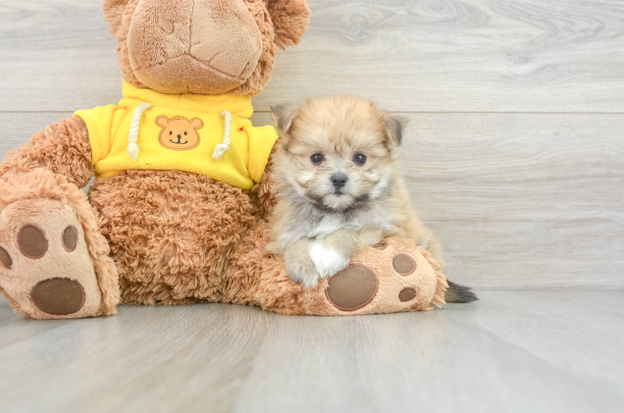 Unique Maltipom Puppies For Sale | Exclusive Designer Breed