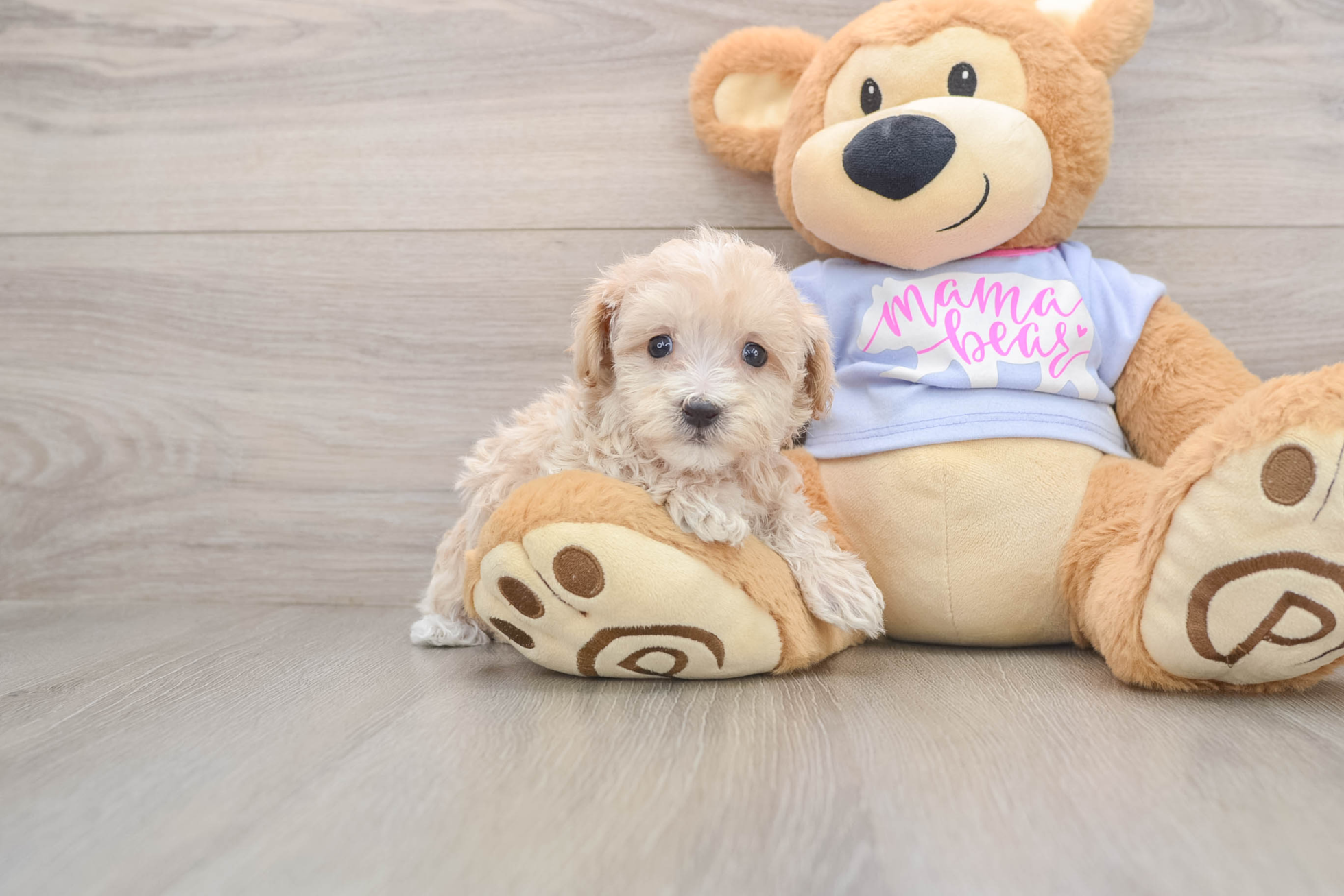Maltipoo Alfie: 1lb 10oz Doodle Puppy