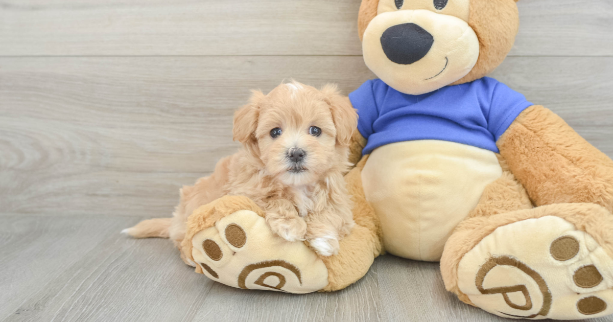 Adorable Maltipoo Angelina: 2lb 9oz Doodle Puppy