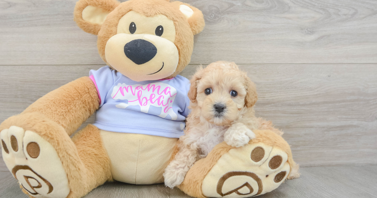 Little Maltipoo Angelina: 2lb 13oz Doodle Puppy