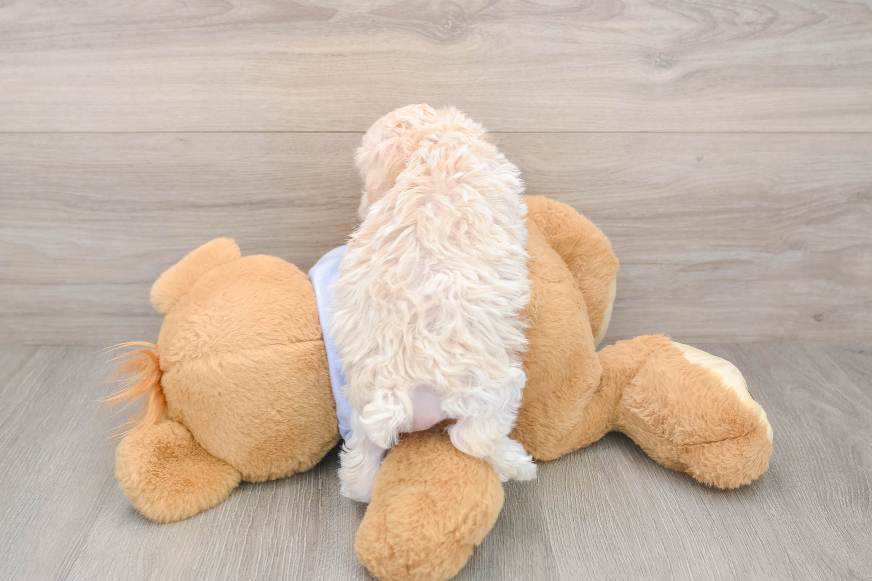 Maltipoo Angelina: 1lb 14oz Doodle Puppy