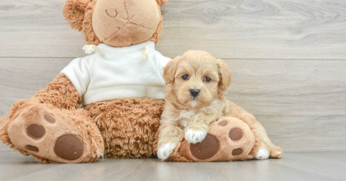 Little Maltipoo Benzie: 2lb 15oz Doodle Puppy