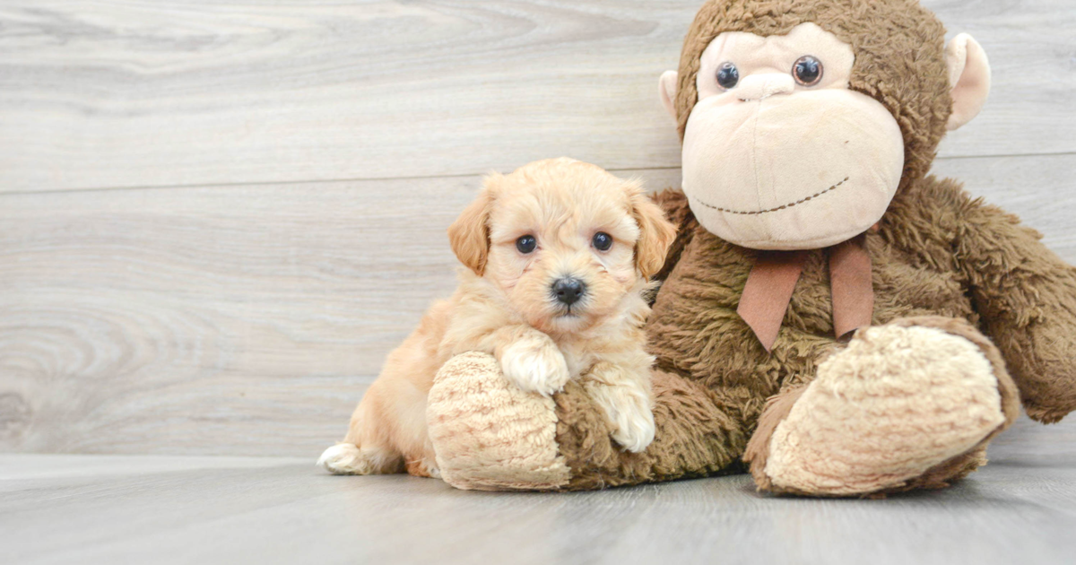 Popular Maltipoo Buzz: 2lb 15oz Doodle Puppy