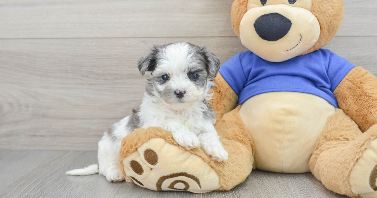 Sweet Maltipoo Buzz: 2lb 9oz Doodle Puppy