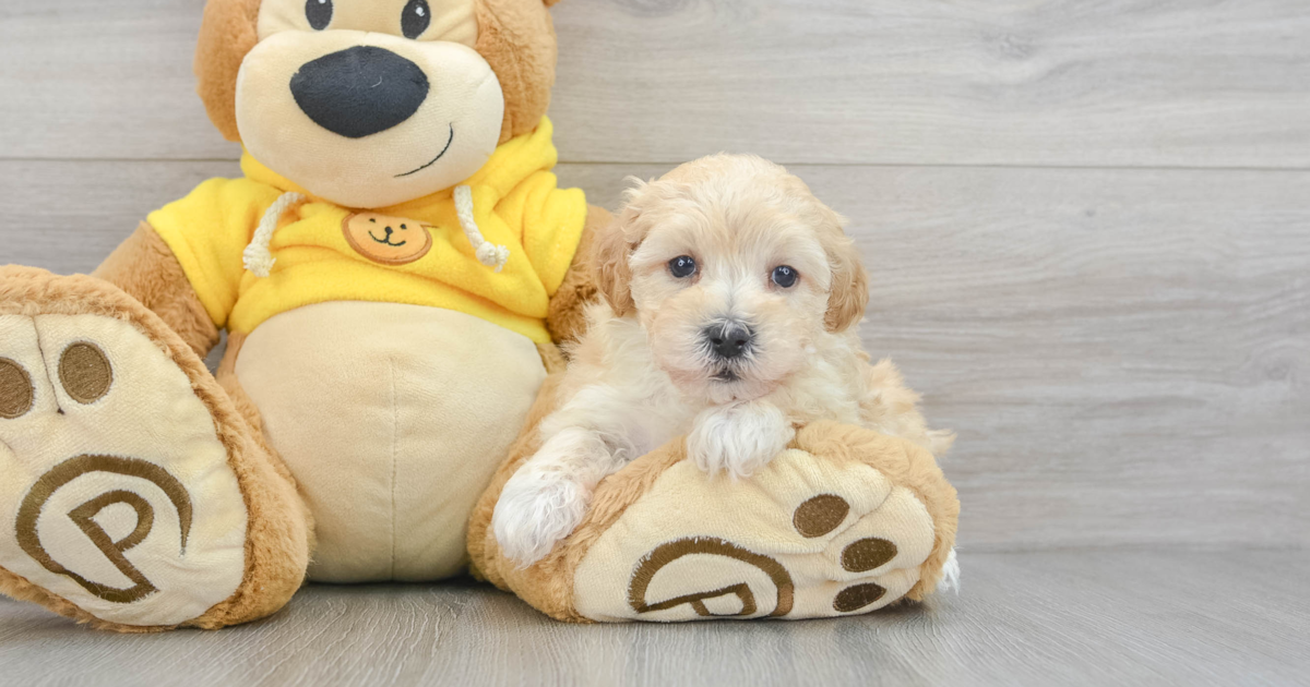 Adorable Maltipoo Buzz: 4lb 5oz Doodle Puppy