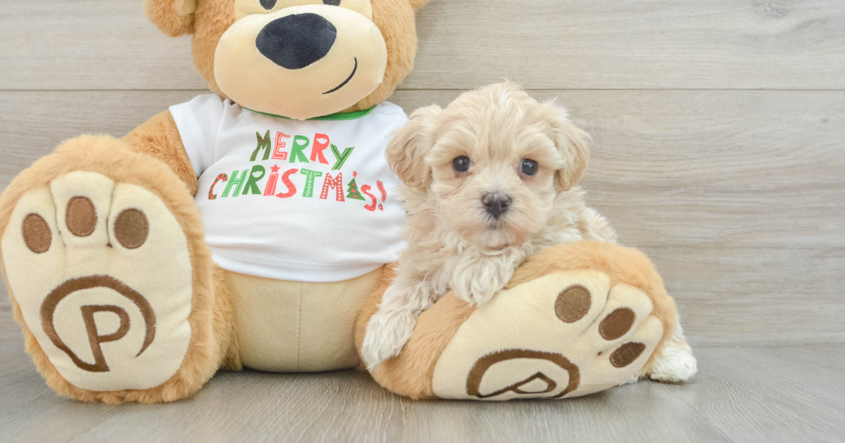 Adorable Maltipoo Buzz: 2lb 12oz Doodle Puppy