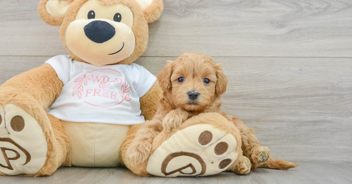 Popular Maltipoo Buzz: 3lb 9oz Doodle Puppy