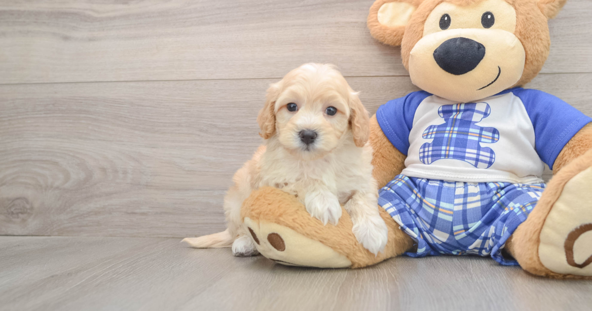 Petite Maltipoo Buzz: 3lb 5oz Doodle Puppy