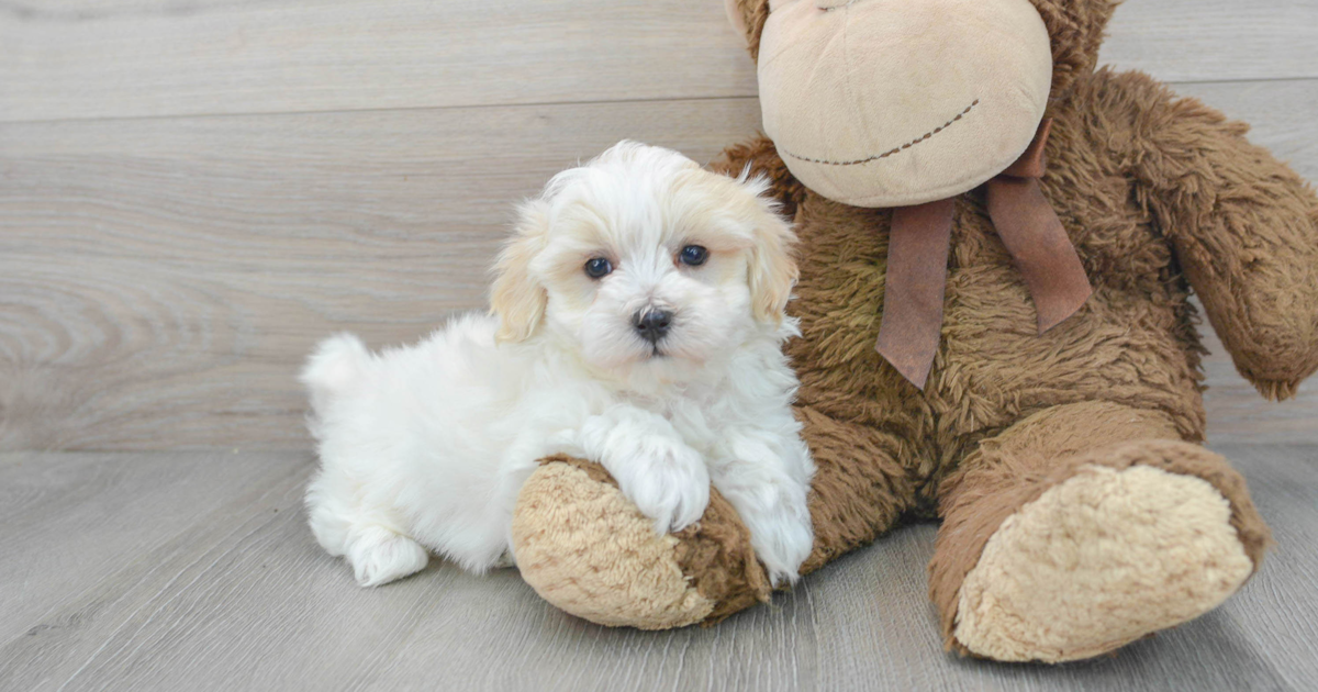 Playful Maltipoo Buzz: 2lb 5oz Doodle Puppy